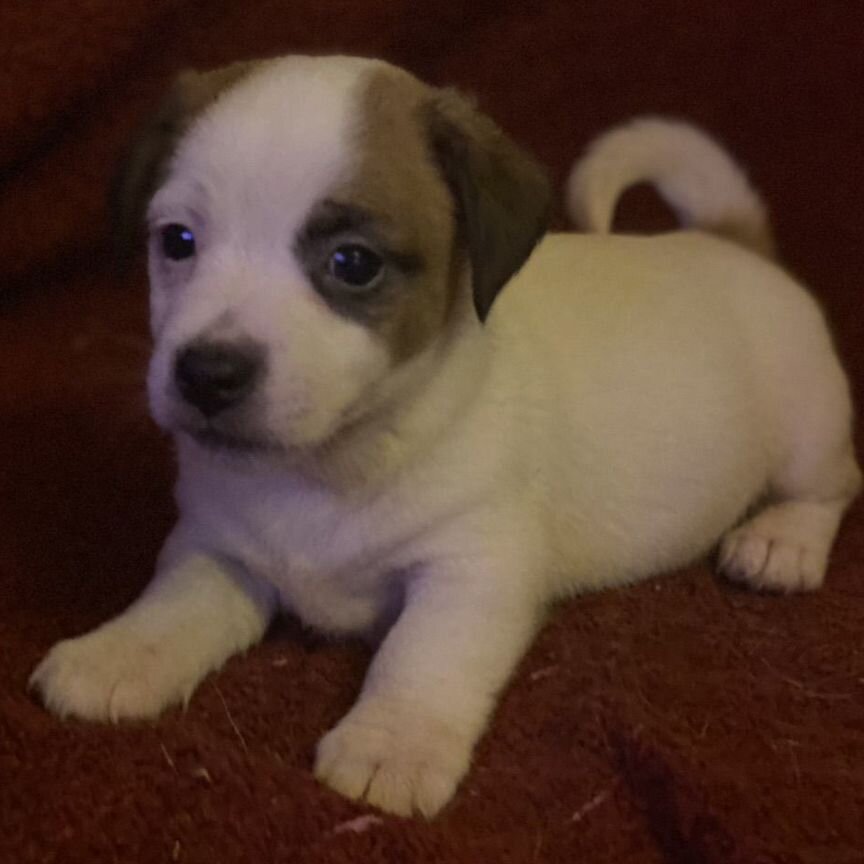 Джек-рассел-терьер, щенок