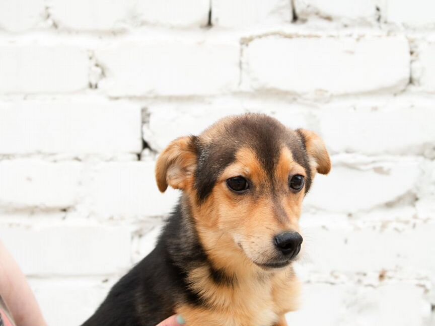 Коротколапый Чарли мечтает о доме