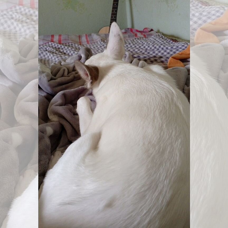 Собака в хорошие руки