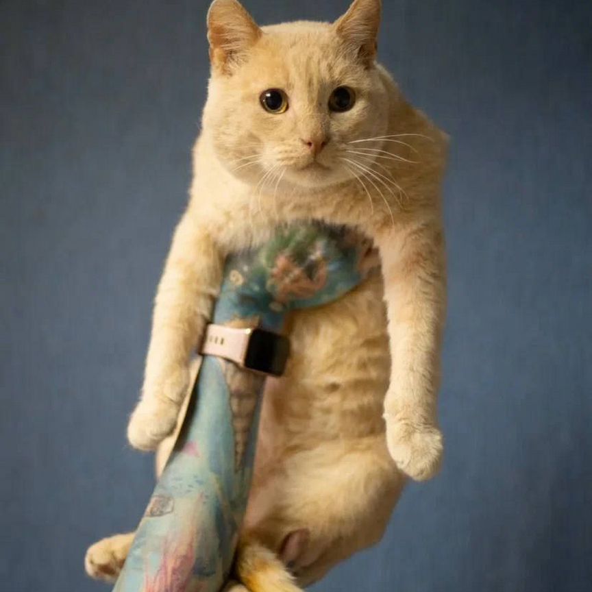 Рыжий кот в дар