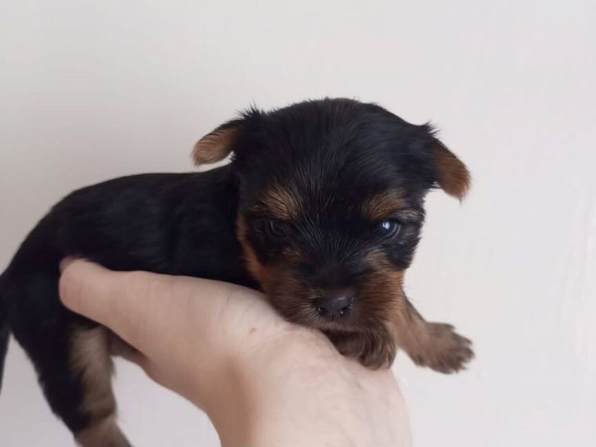 Щенки йорка