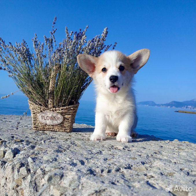 Замечательный мальчик коржик