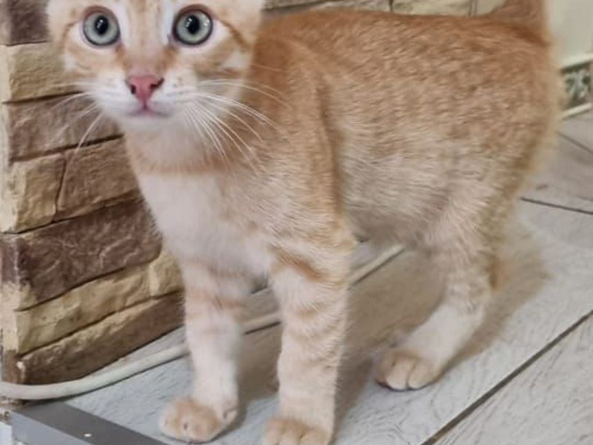 Рыжие котики и кошечки
