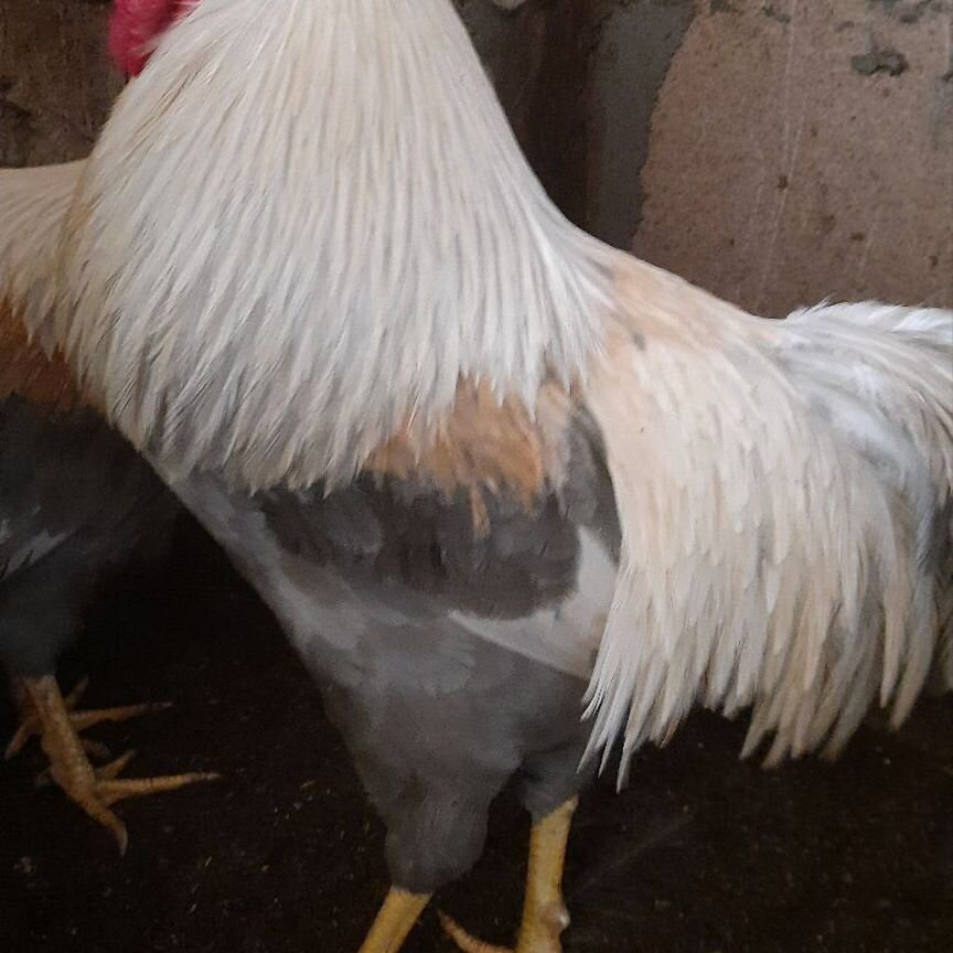 Петух Легорн изабелла