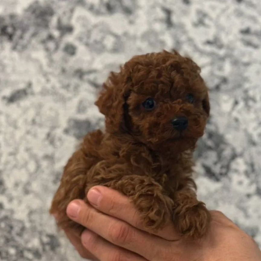 Щенки мальтипу ред браун