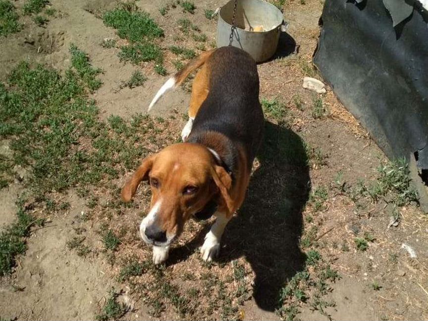 Кобель для вязки