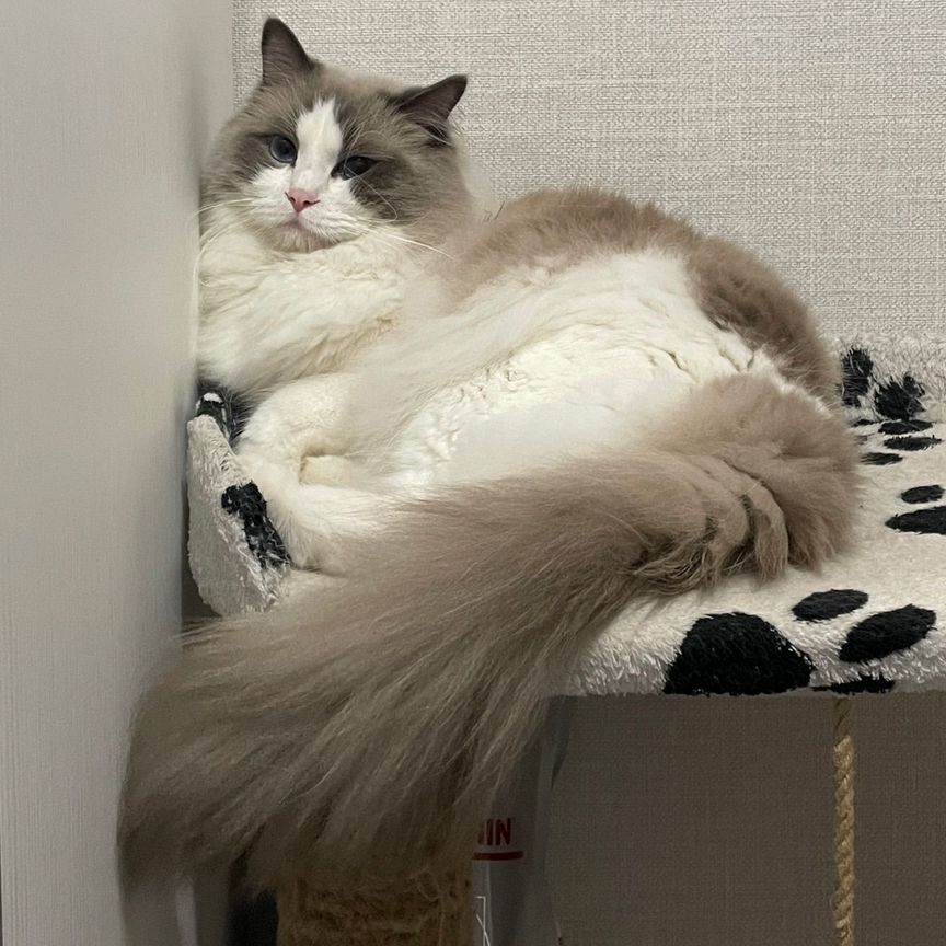 Кот рэгдолл
