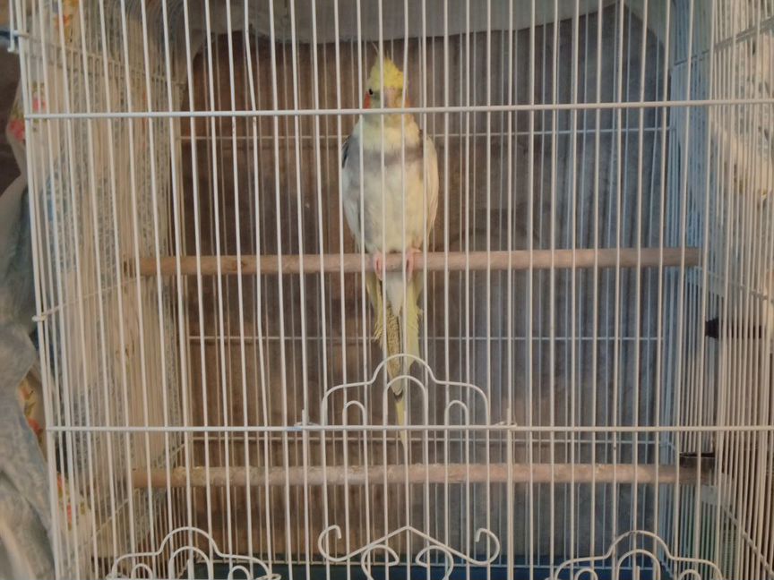 Попугай карелла с клеткой