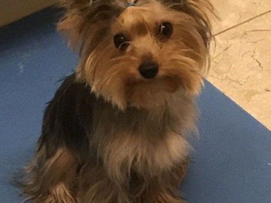 Йоркширский терьер мини беби фейс