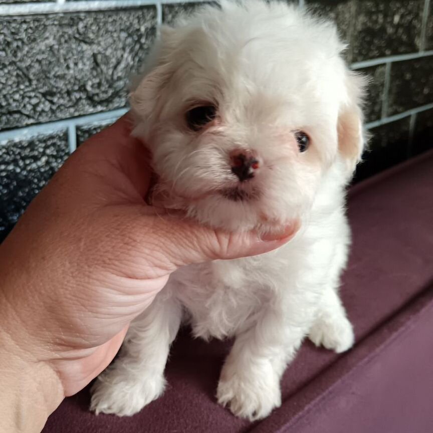 Мальтийская болонка, щенок