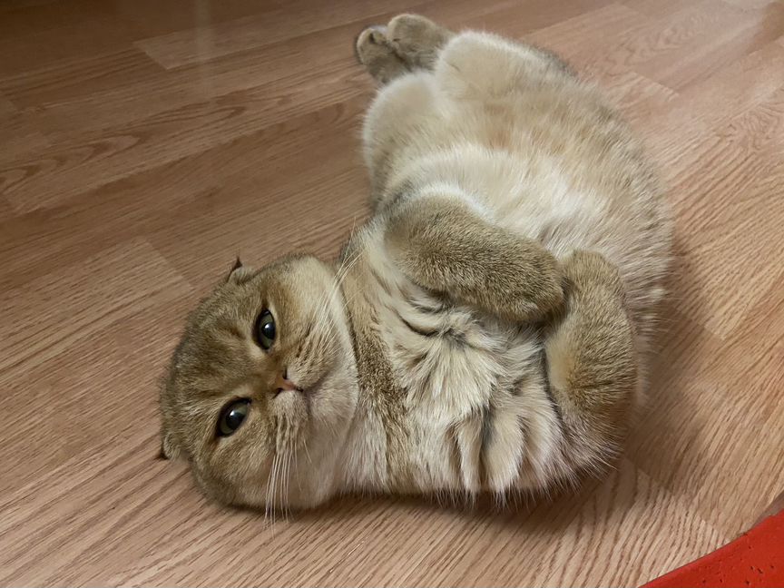 Кот на вязку