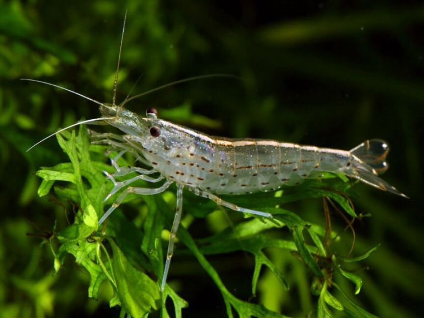 Креветки /Живые корма / растения