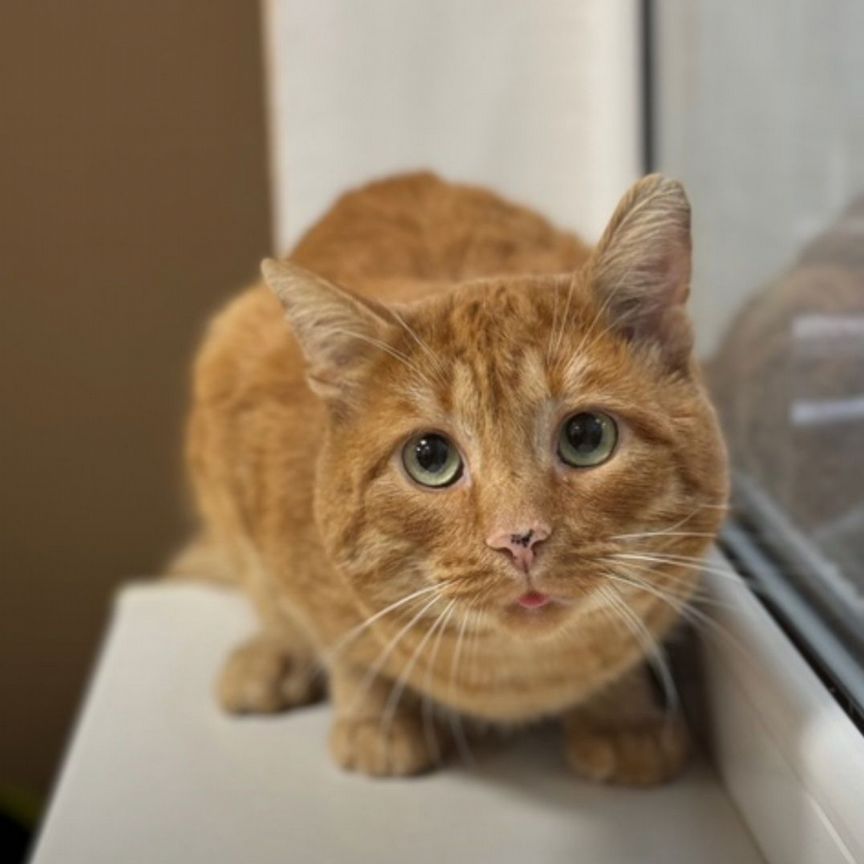 Котик в добрые руки