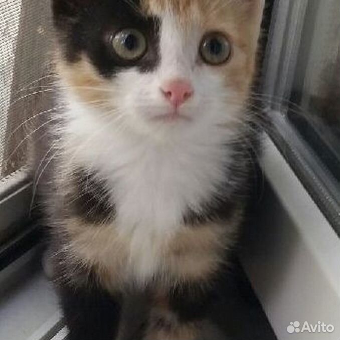 Отдам котёнка девочку (трехцветный метис)
