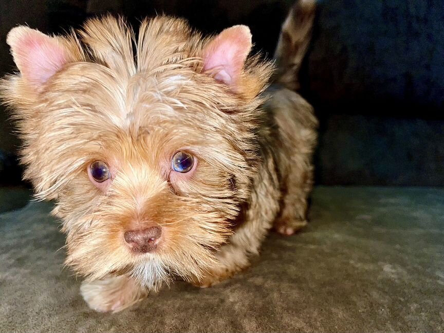 Голдмерле девочка