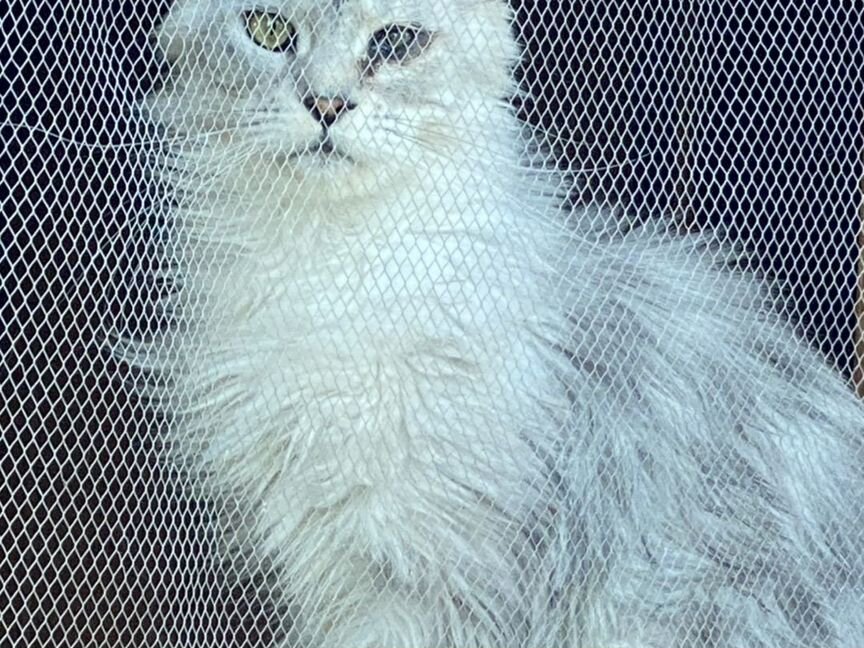 Кошка мейн-кун в добрые ручки