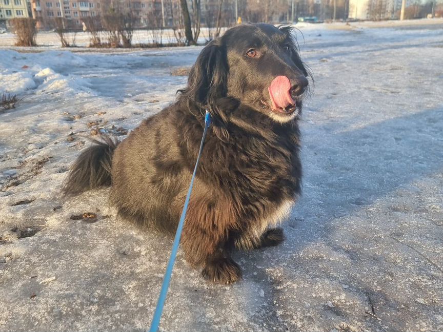 Метис