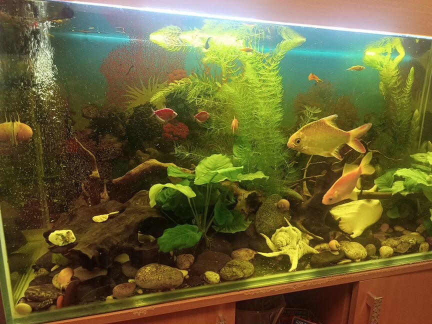 Золотая рыбка