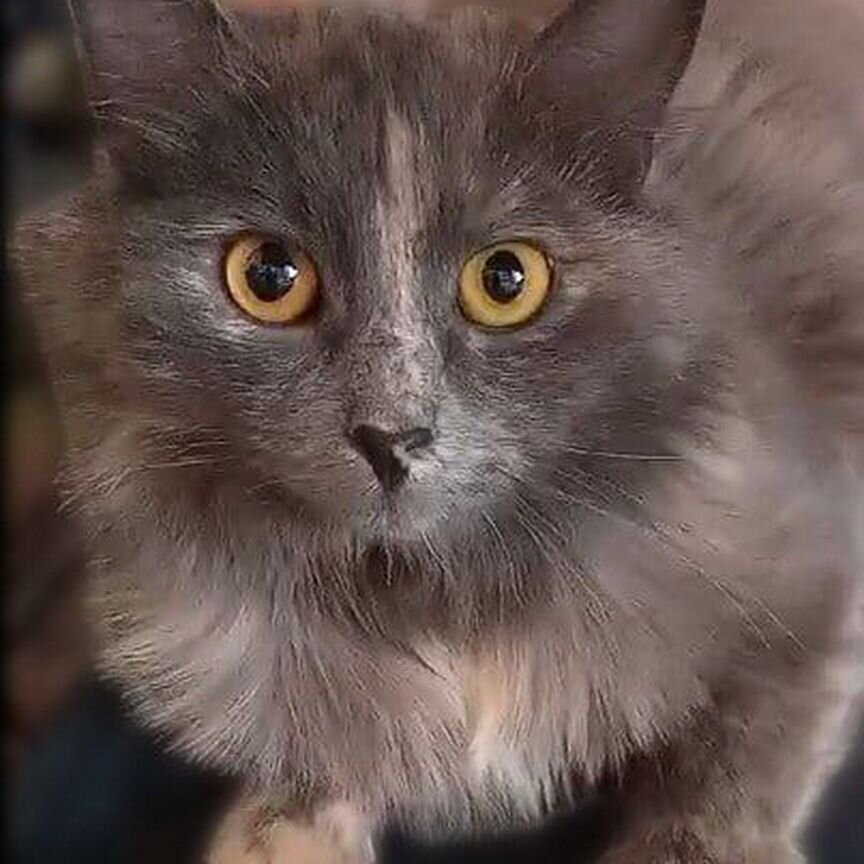 Кошки