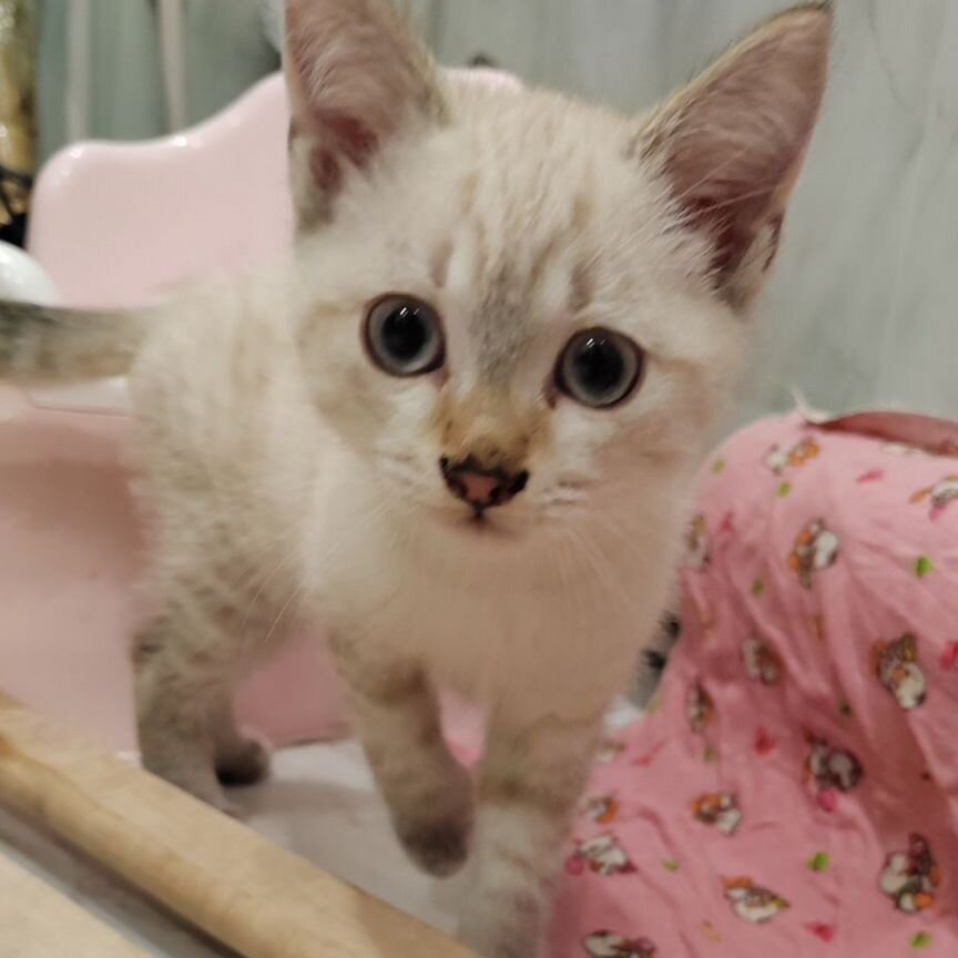 Сибирский котёнок