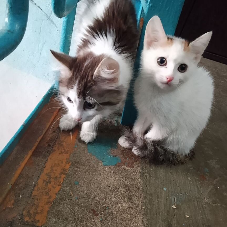 Котята в добрые руки бесплатно