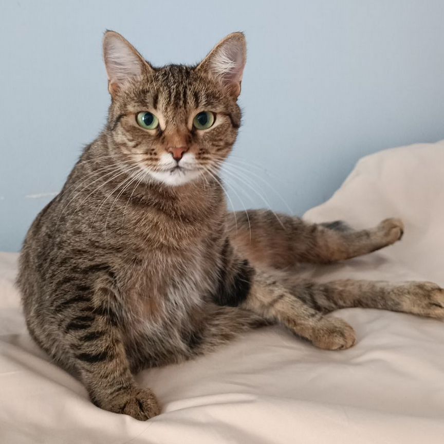 Взрослая кошка в добрые руки