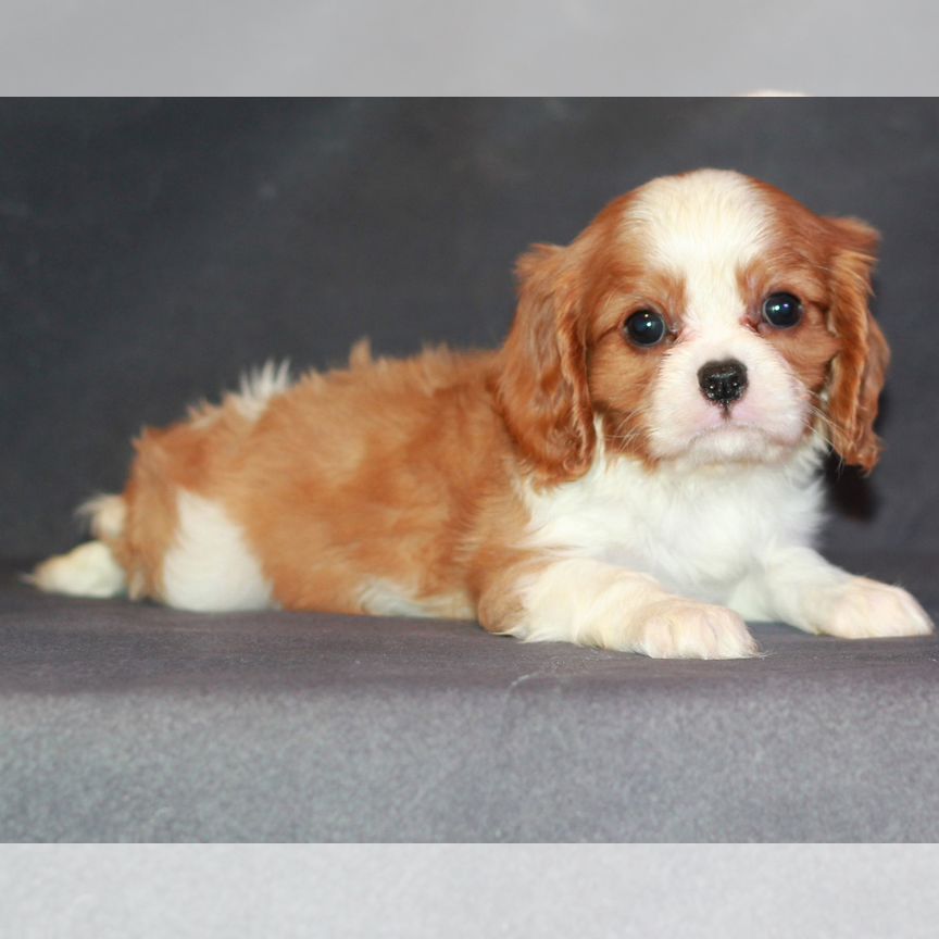 Кавалер кинг-чарльз-спаниель, щенок