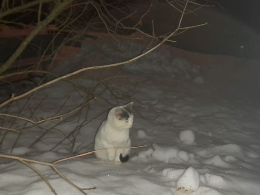 Котята 5-6 мес