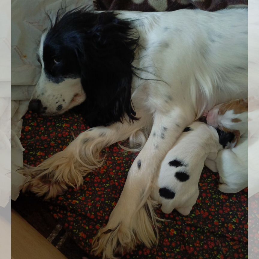 Русский охотничий спаниель, щенок