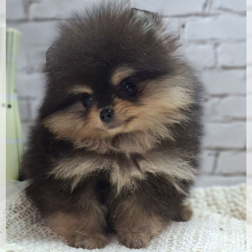 Померанский шпиц, щенок