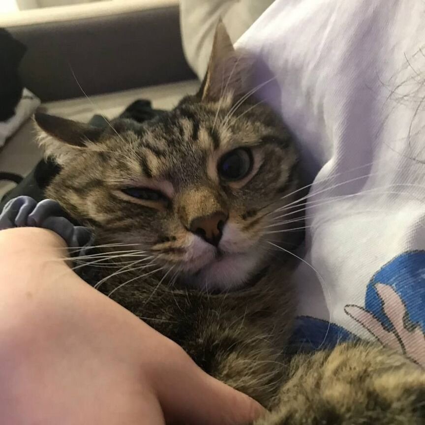 Коты в добрые руки бесплатно