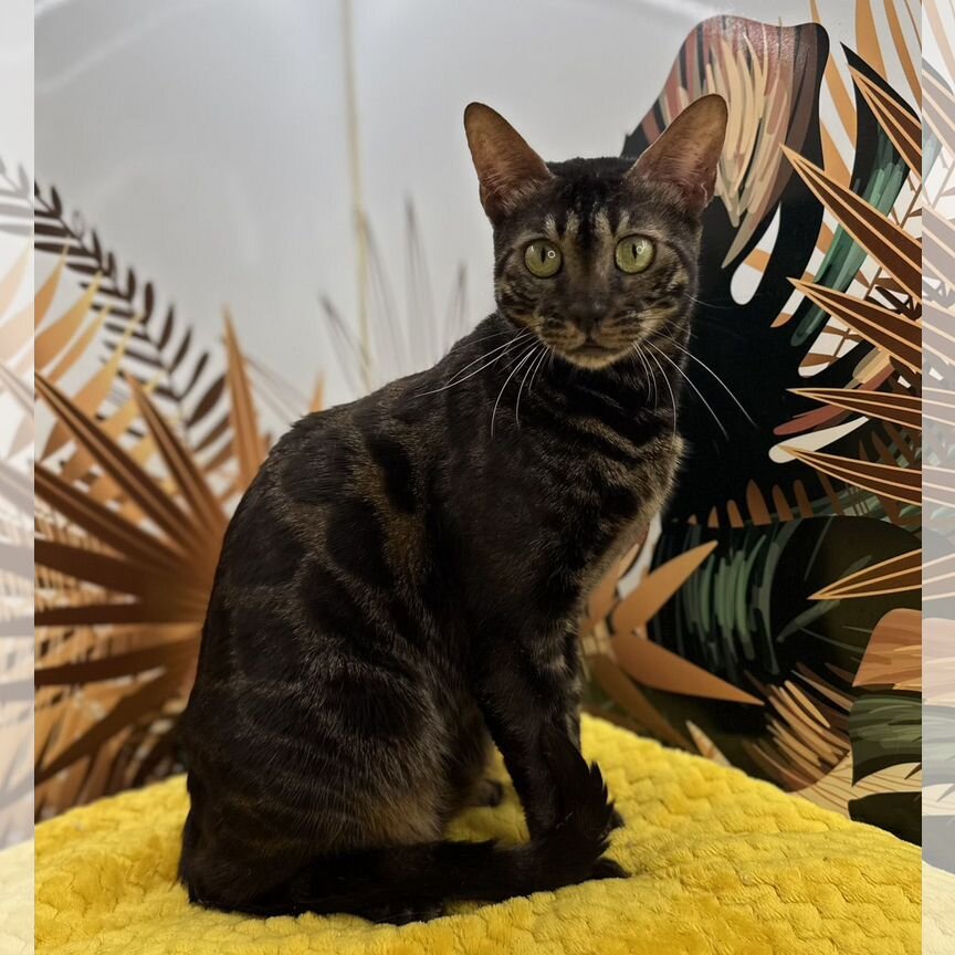 Бенгальская кошка, взрослая