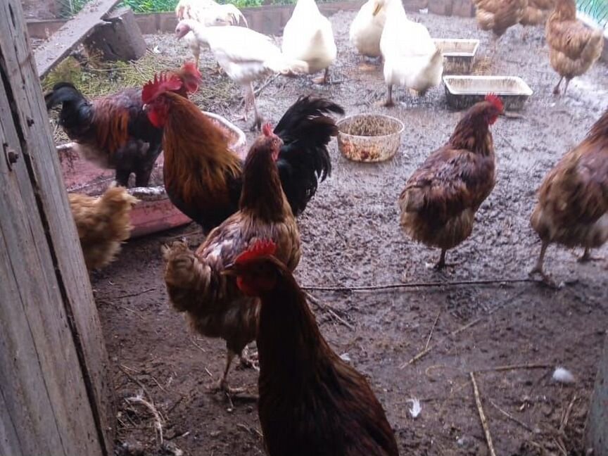 Куры несушки,петухи,утки продам