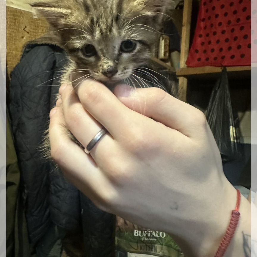 Котёнок в добрые руки