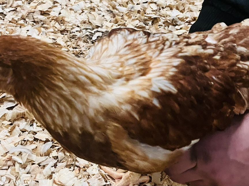 Куры молодки несушки