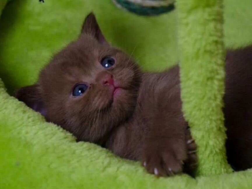 Британский мальчишка