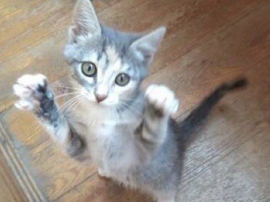 Котенок Кики