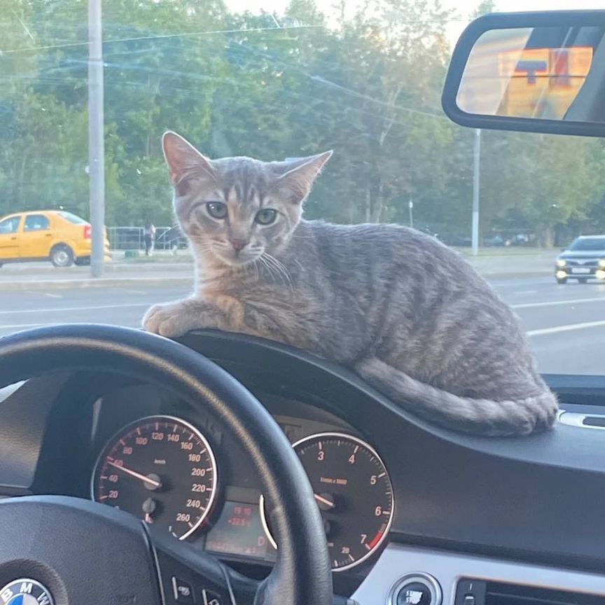 Котенок в добрые руки бесплатно девочка