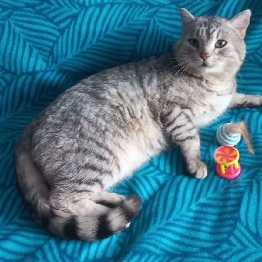 Взрослый кот в добрые руки