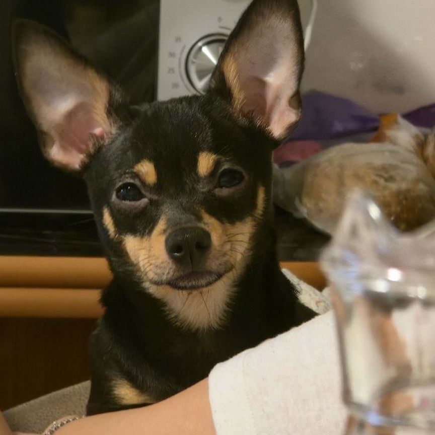 Русский той-терьер, щенок