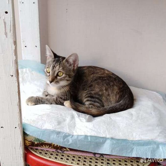 Маленькая киска