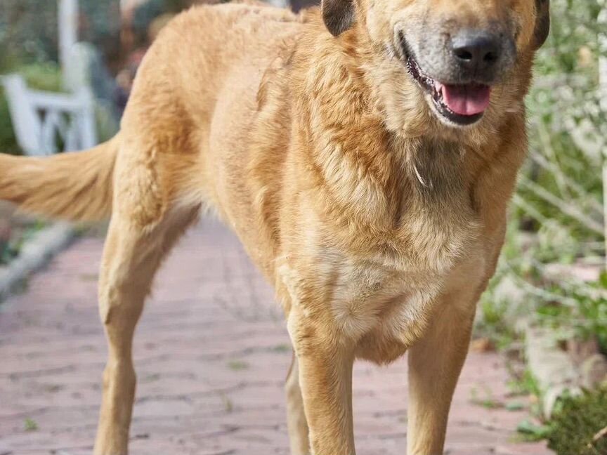 Роскошная Маня 2 года ищет свою семью