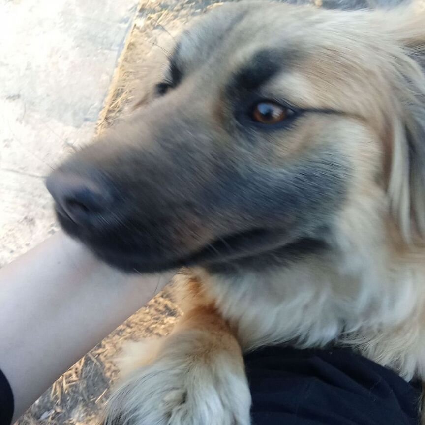 Русский охотничий спаниель, щенок