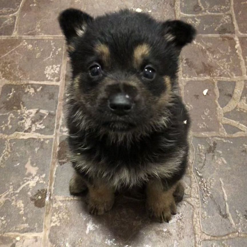 Щенок в добрые руки бесплатно