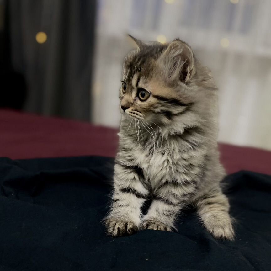 Котята. Две кошечки ждут свою семью