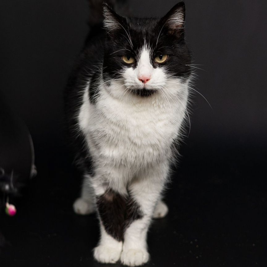 Самая ласковая кошечка ищет семью