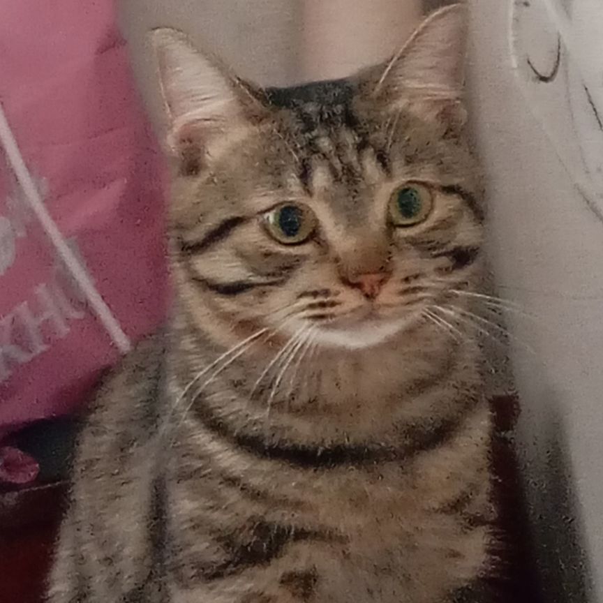 Кот потеряшка