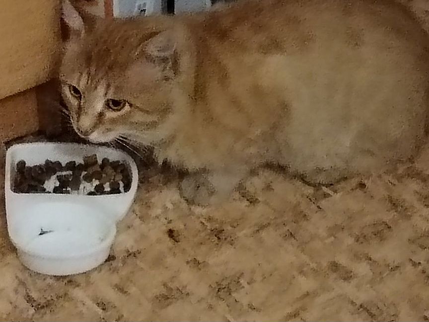 Рыжий кот