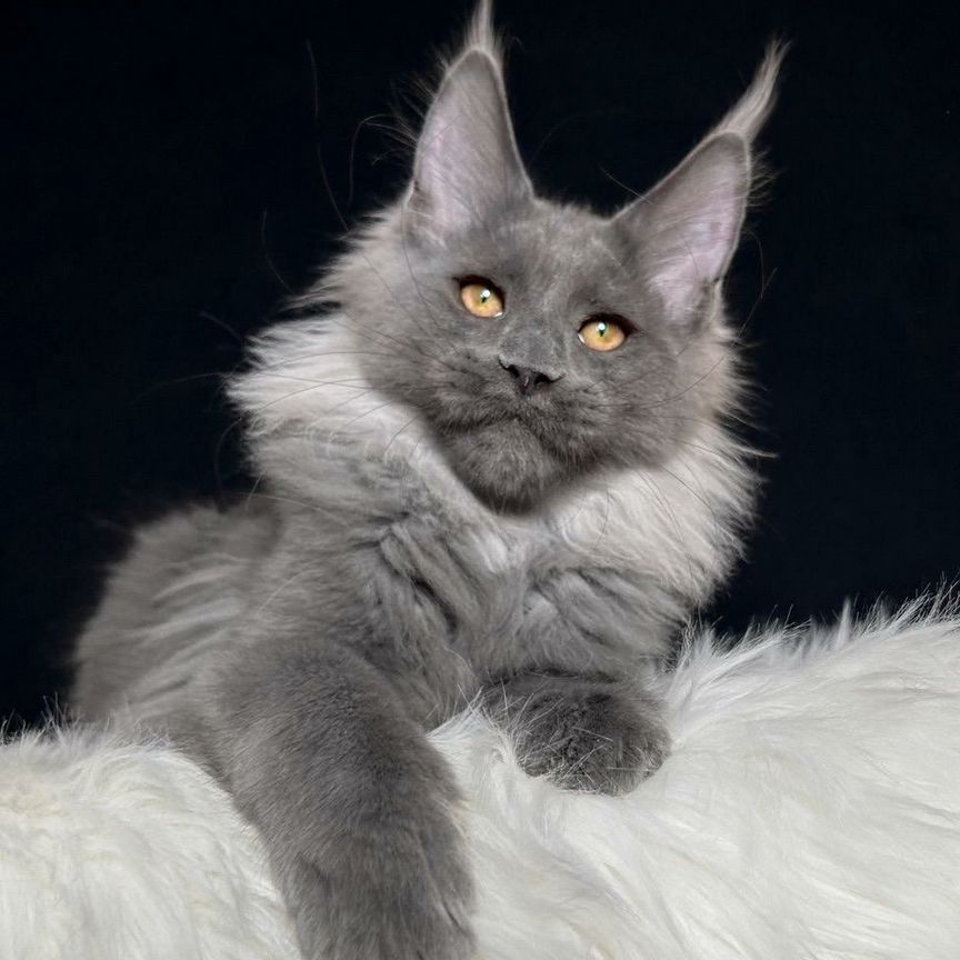 Котята мейн-кун