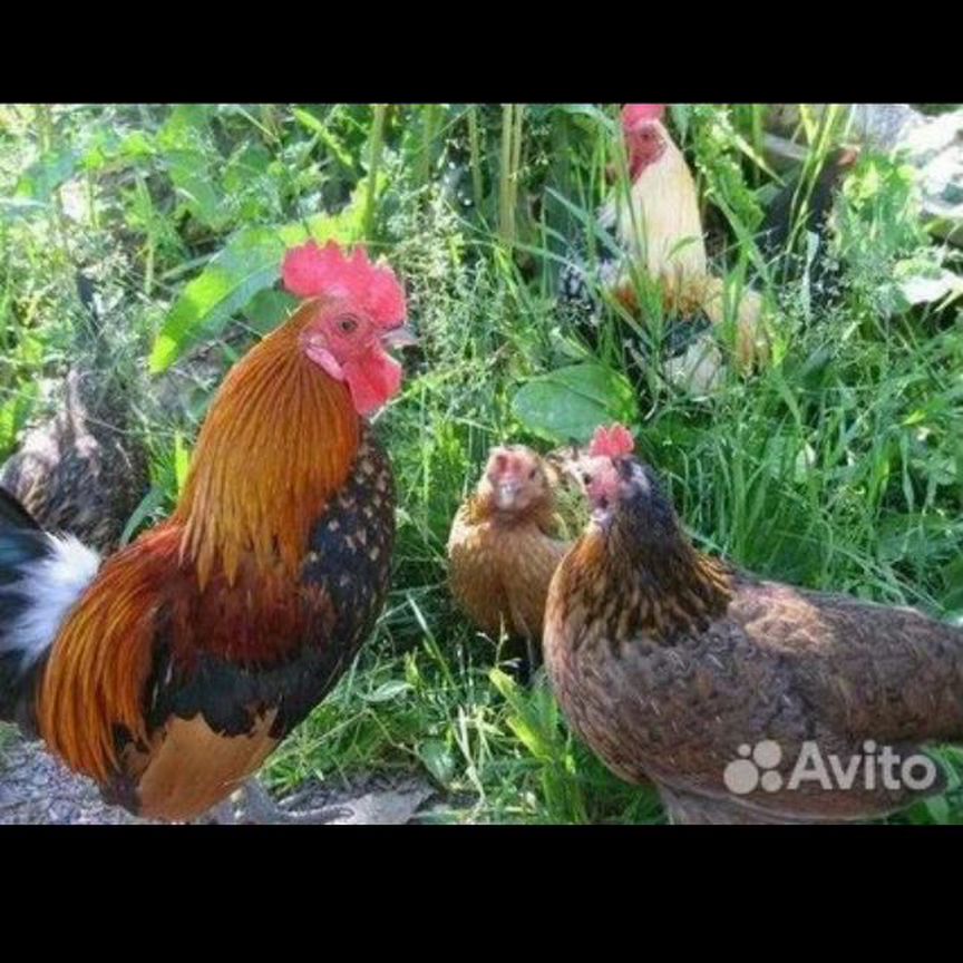 Куры корольки